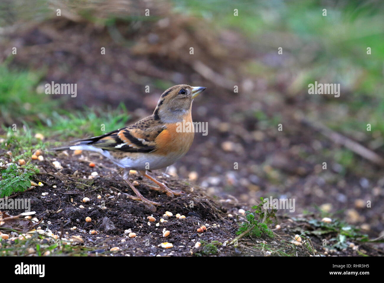 Female brambling hi-res stock photography and images - Alamy