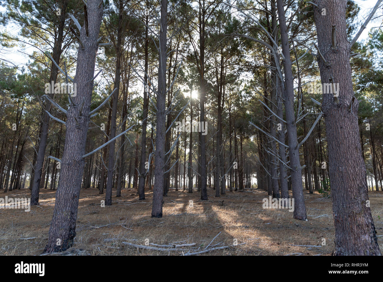 Sunbeam in dark pine forest hi-res stock photography and images - Alamy