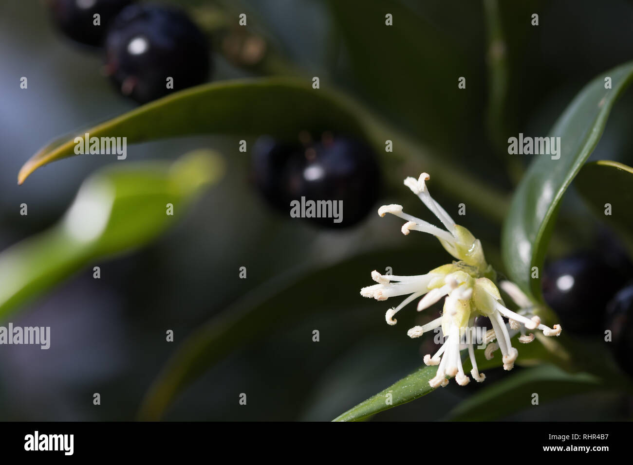 Sweet box sarcococca confusa buxaceae hi-res stock photography and ...