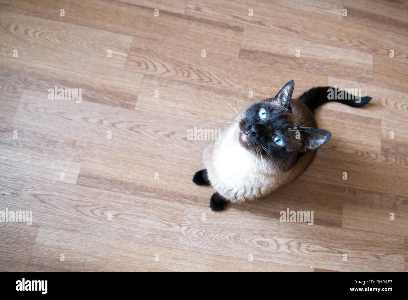 Cat top view hi-res stock photography and images - Alamy