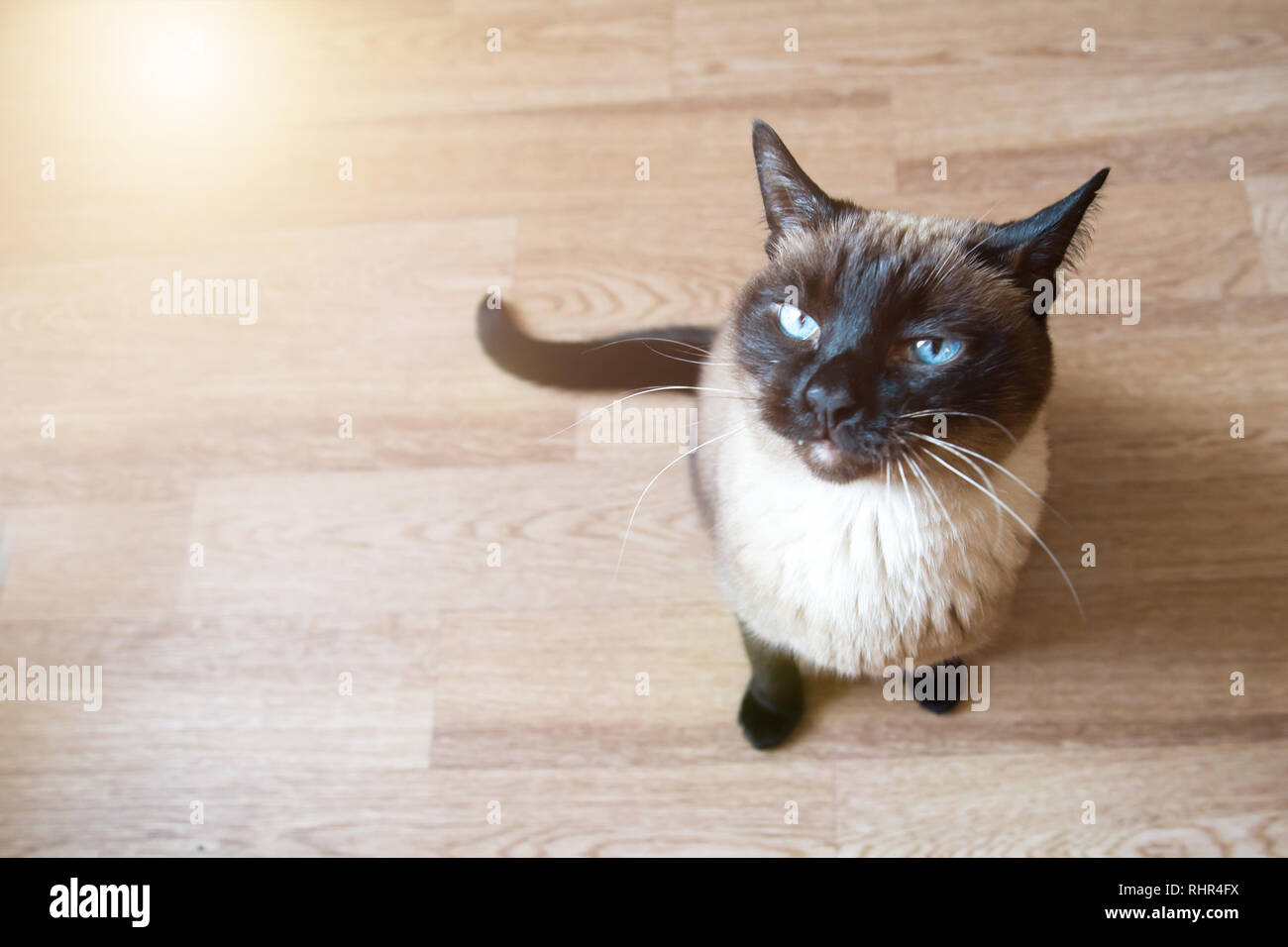 Siamese cat top view. Portrait Face Stock Photo - Alamy