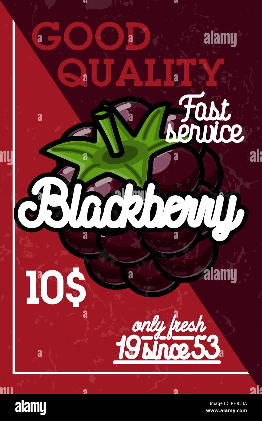 Color vintage fruit banner. Blackberry. Vector illustration EPS 10 ...