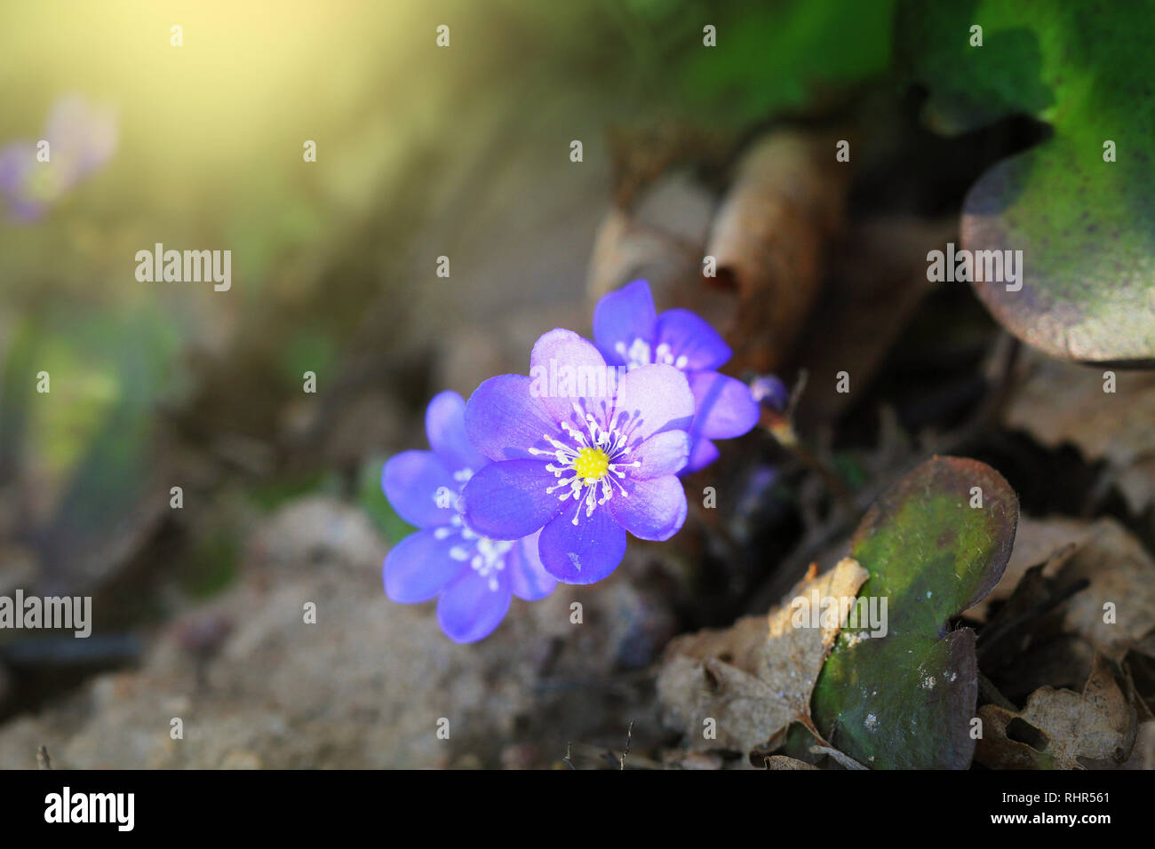 Blue flowers of Hepatica Nobilis also Common Hepatica, liverwort ...