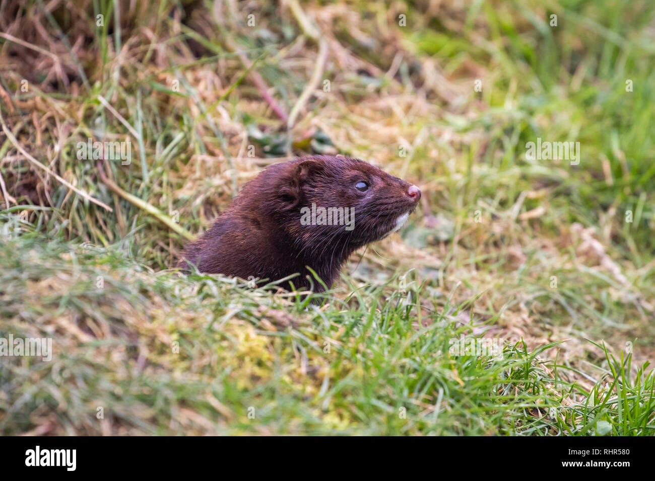 American Mink. Head looking out from grass Stock Photo - Alamy