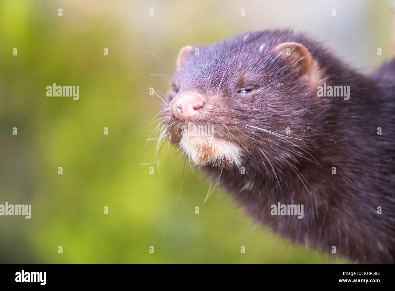 American Mink Head Stock Photo - Alamy