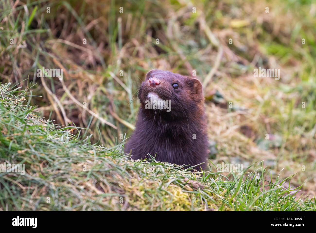 American Mink. Head looking out from grass Stock Photo - Alamy