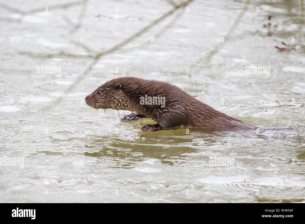 Otter on Ice Stock Photo - Alamy