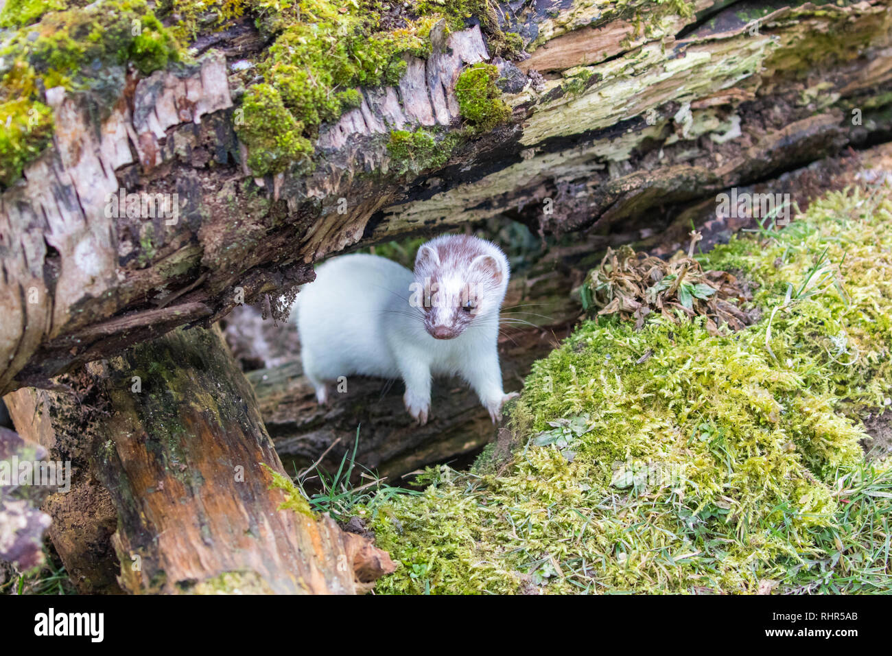 Stoat (mustela erminea) turned white into Ermine Stock Photo - Alamy