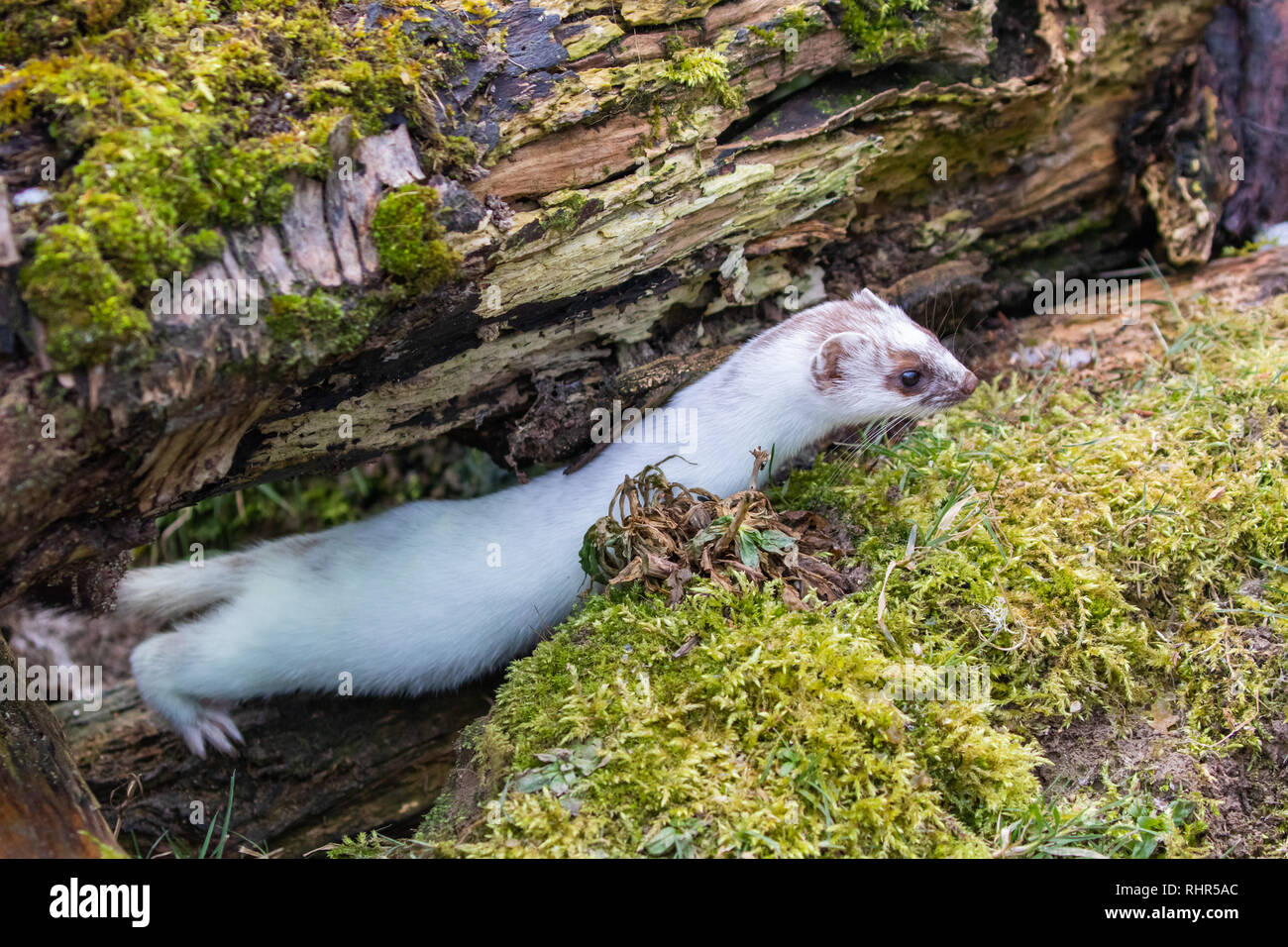 Stoat hunting close hi-res stock photography and images - Alamy