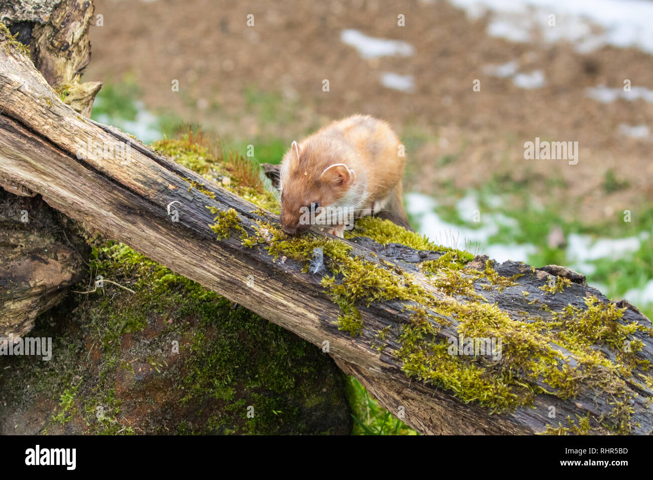 Weasel or Least weasel (mustela nivalis) in the snow Stock Photo - Alamy