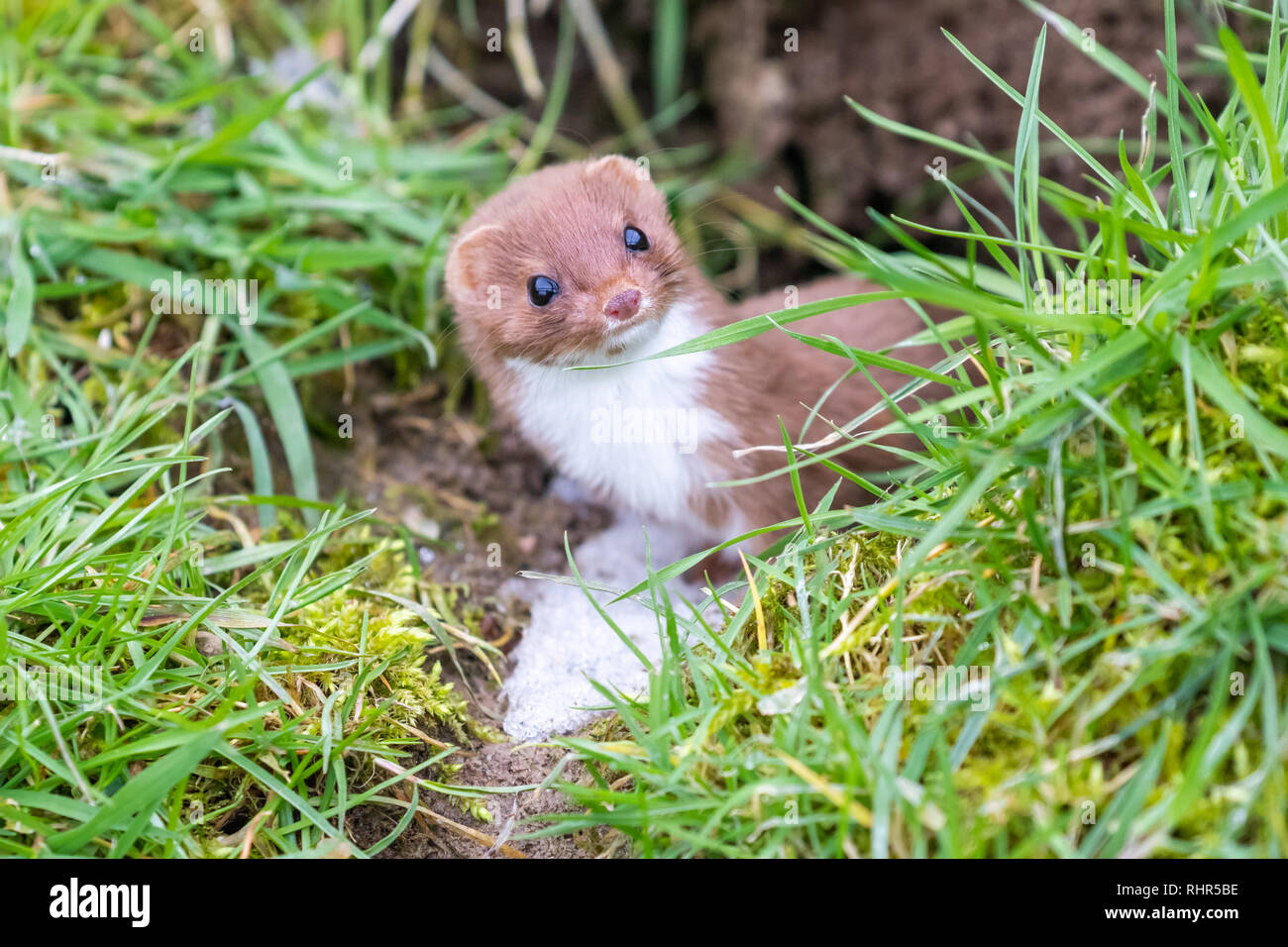 Weasel or Least weasel (mustela nivalis) in the snow Stock Photo - Alamy