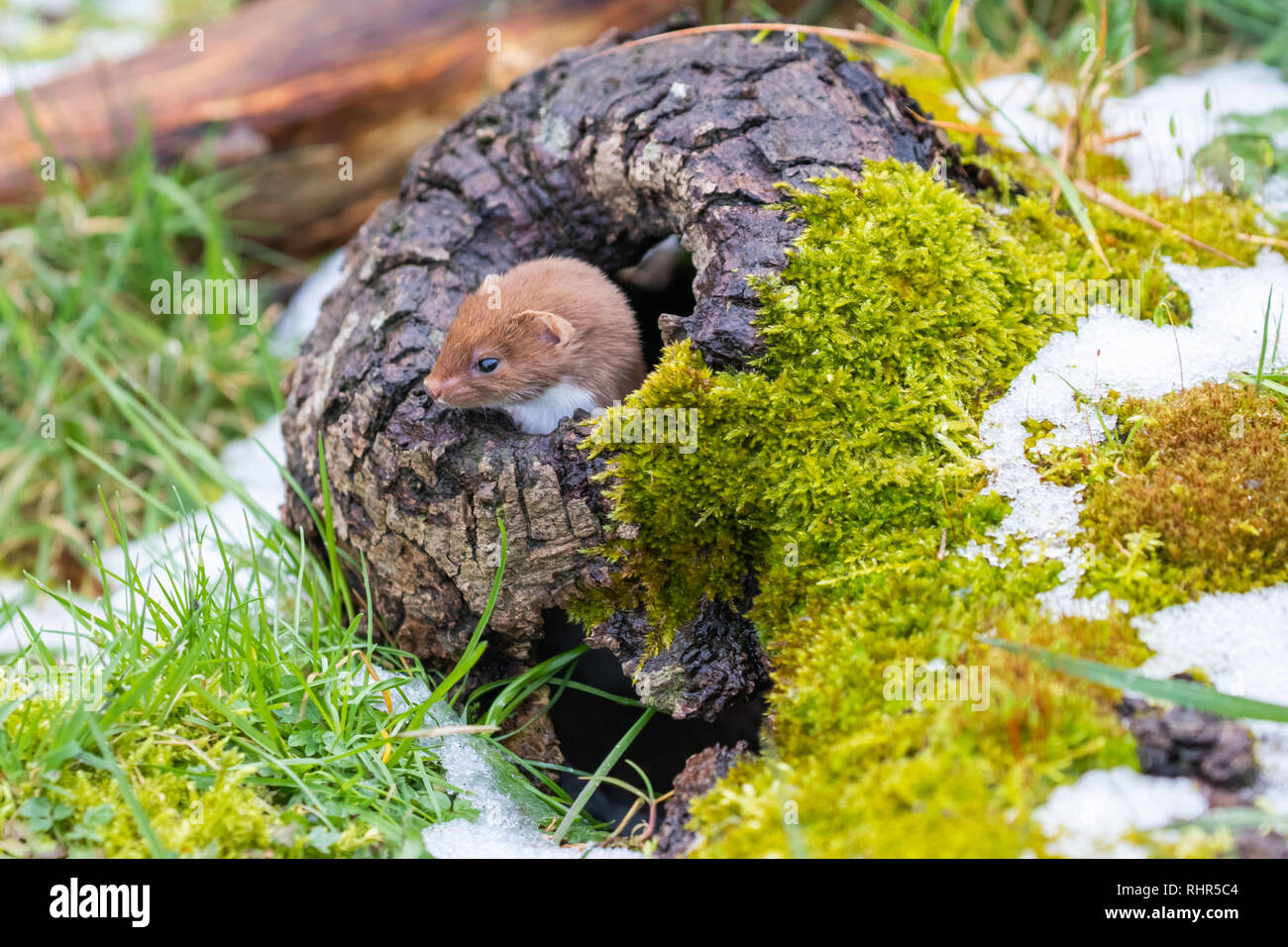 Least weasel snow hi-res stock photography and images - Alamy