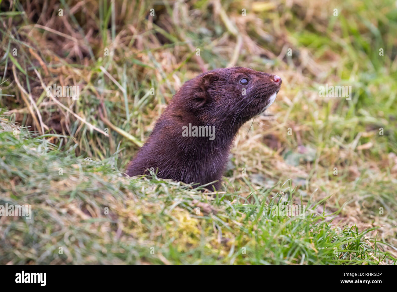 American Mink. Head looking out from grass Stock Photo - Alamy