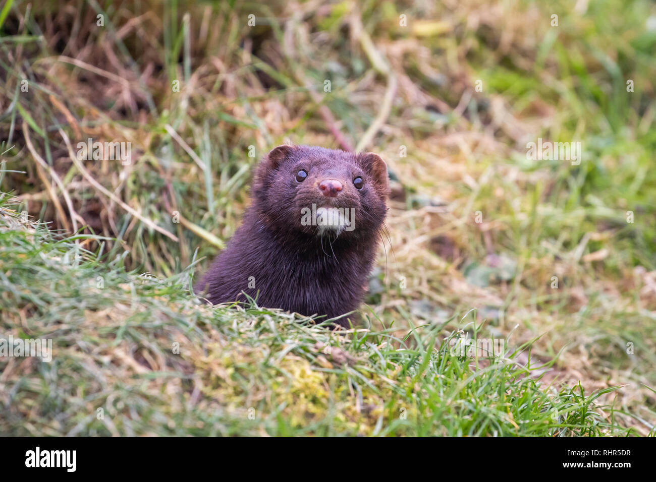 American Mink. Head looking out from grass Stock Photo - Alamy