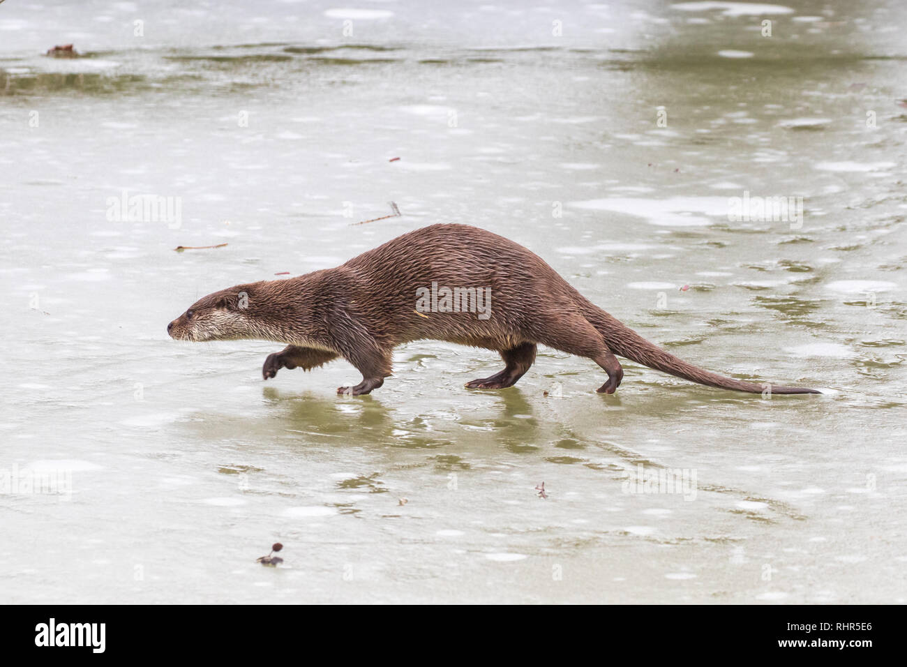 Otter on Ice Stock Photo - Alamy