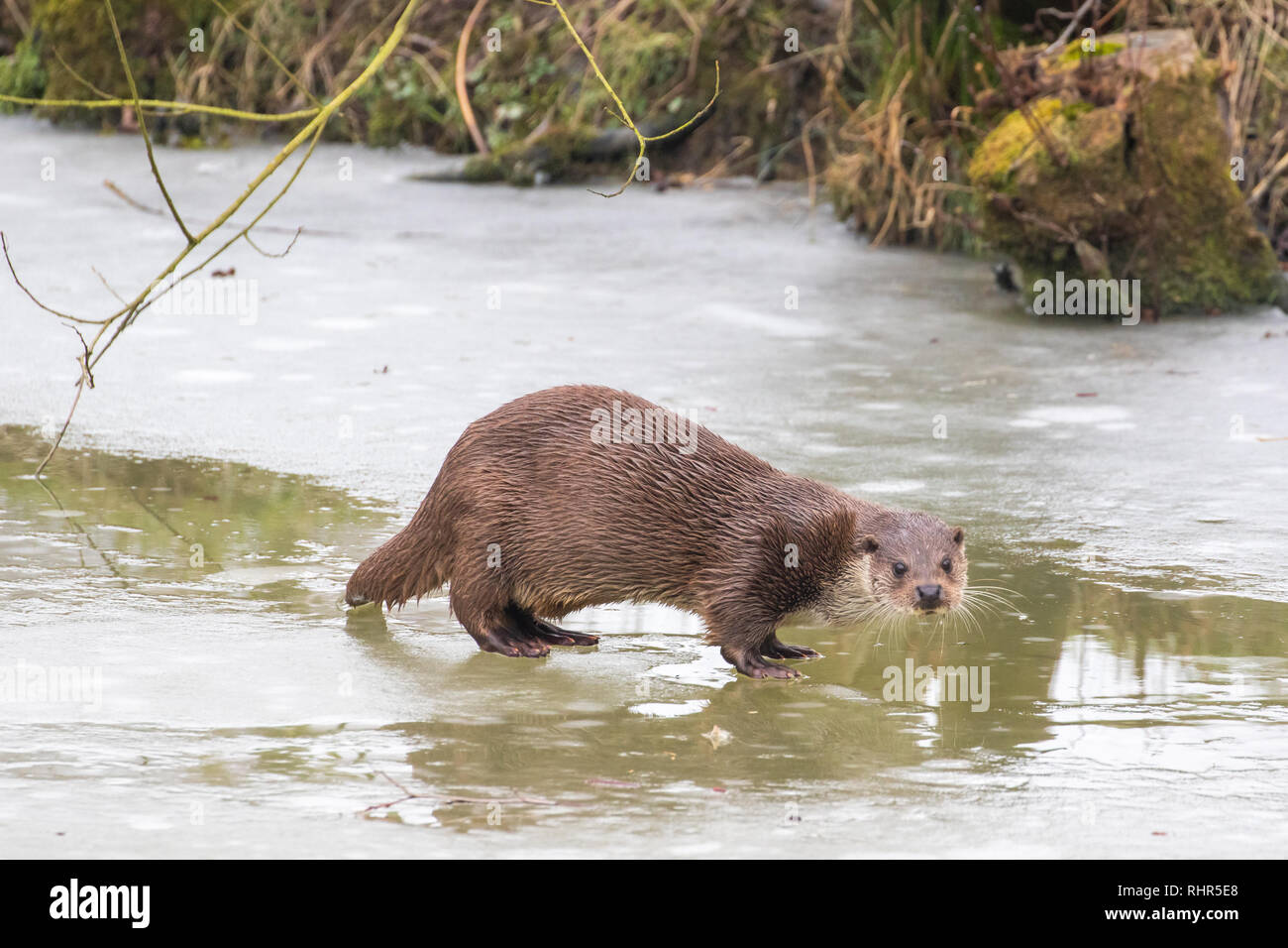 Otter on Ice Stock Photo - Alamy