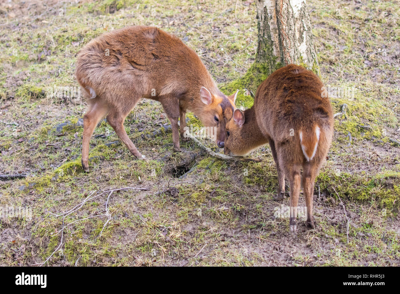 Young Muntjac by Tree Stock Photo - Alamy