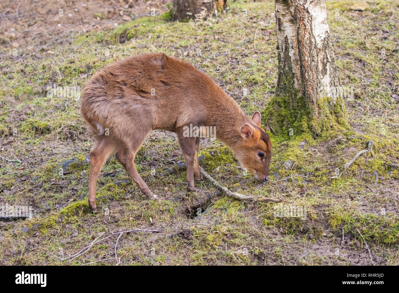 Young Muntjac by Tree Stock Photo - Alamy