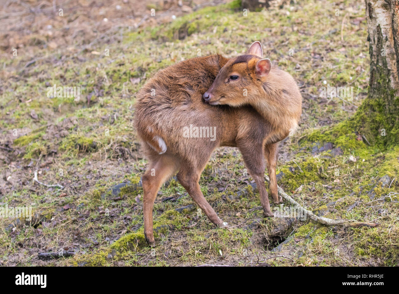 Young Muntjac by Tree Stock Photo - Alamy