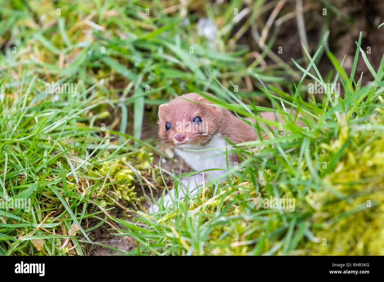 Least weasel snow hi-res stock photography and images - Alamy