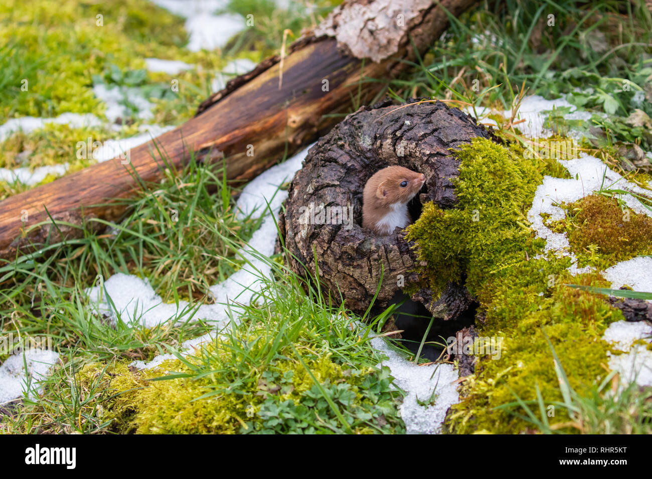 Least weasel snow hi-res stock photography and images - Alamy