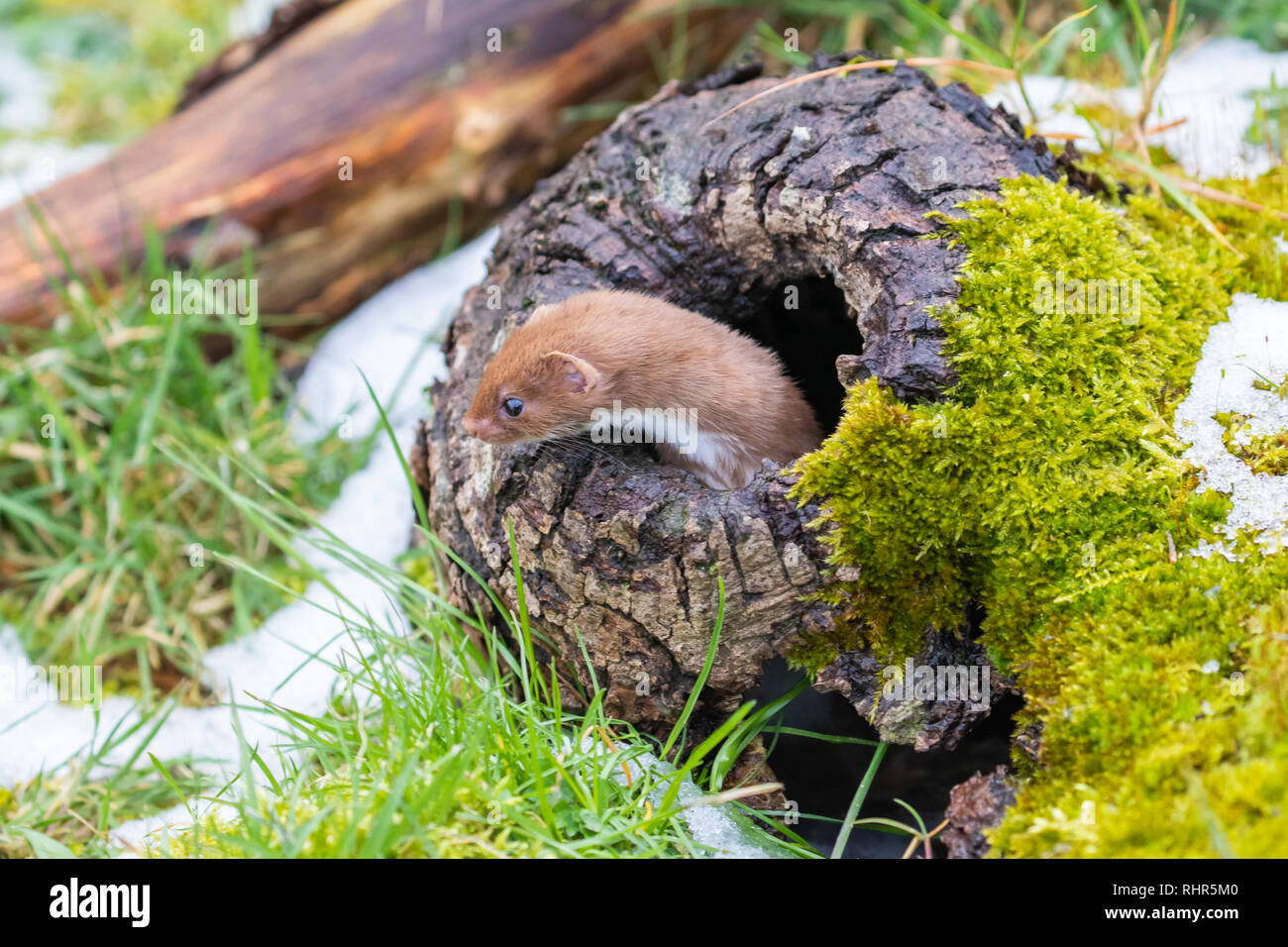 Weasel snow uk hi-res stock photography and images - Alamy