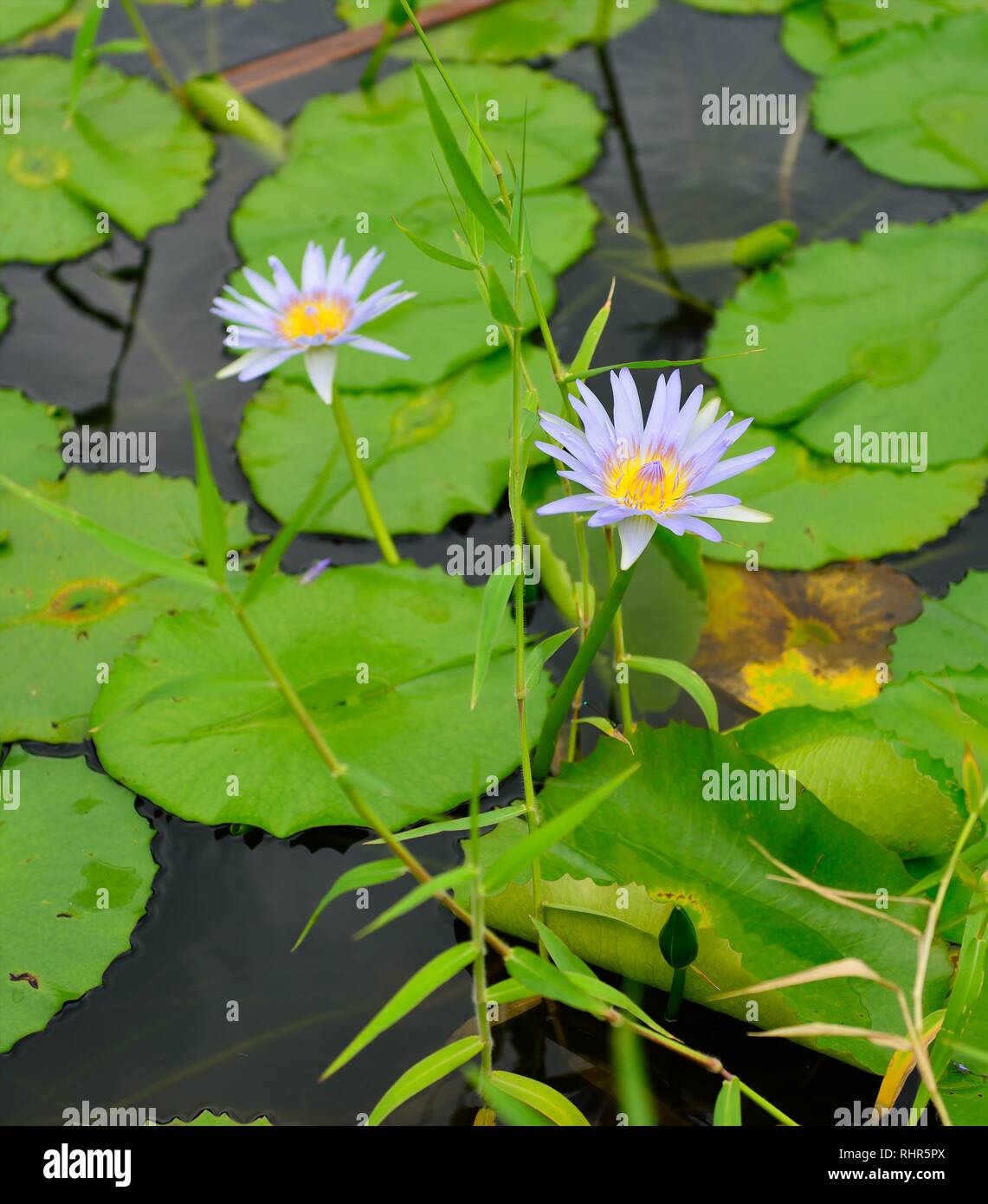Pacific island lilies hi-res stock photography and images - Alamy