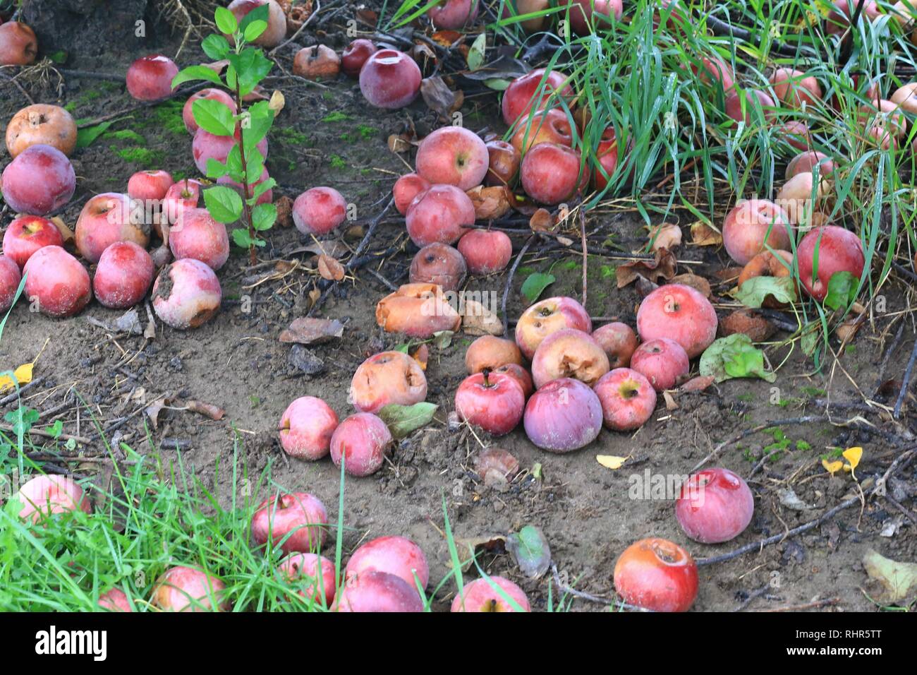 Apples fallen from the tree hi-res stock photography and images - Alamy