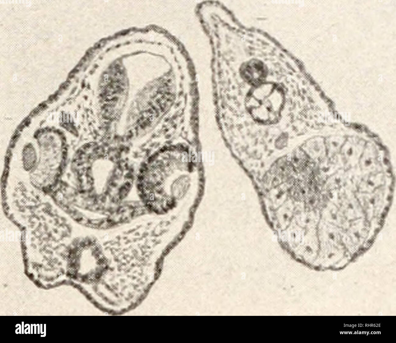 Showing formation of the neural tube hi-res stock photography and ...