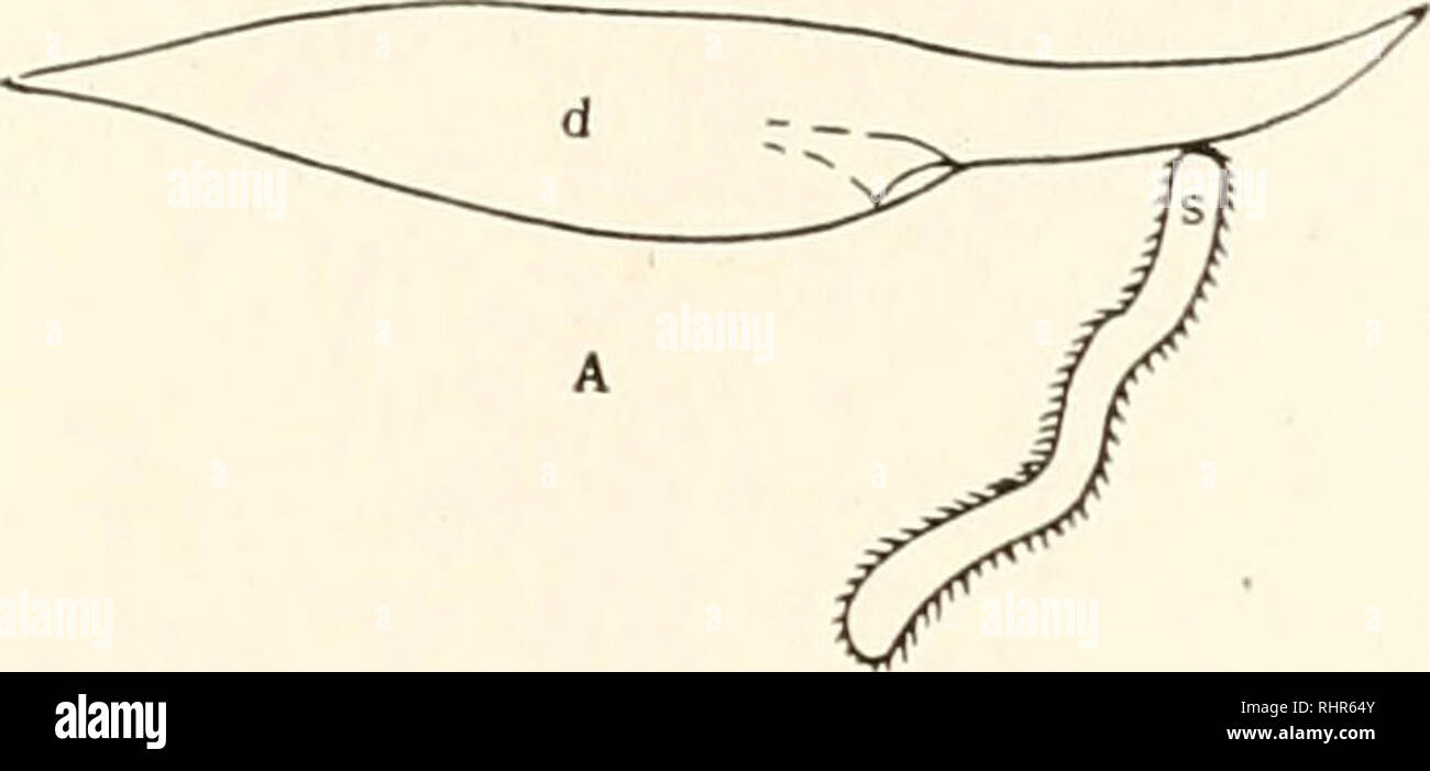 Spirostomum hi-res stock photography and images - Alamy