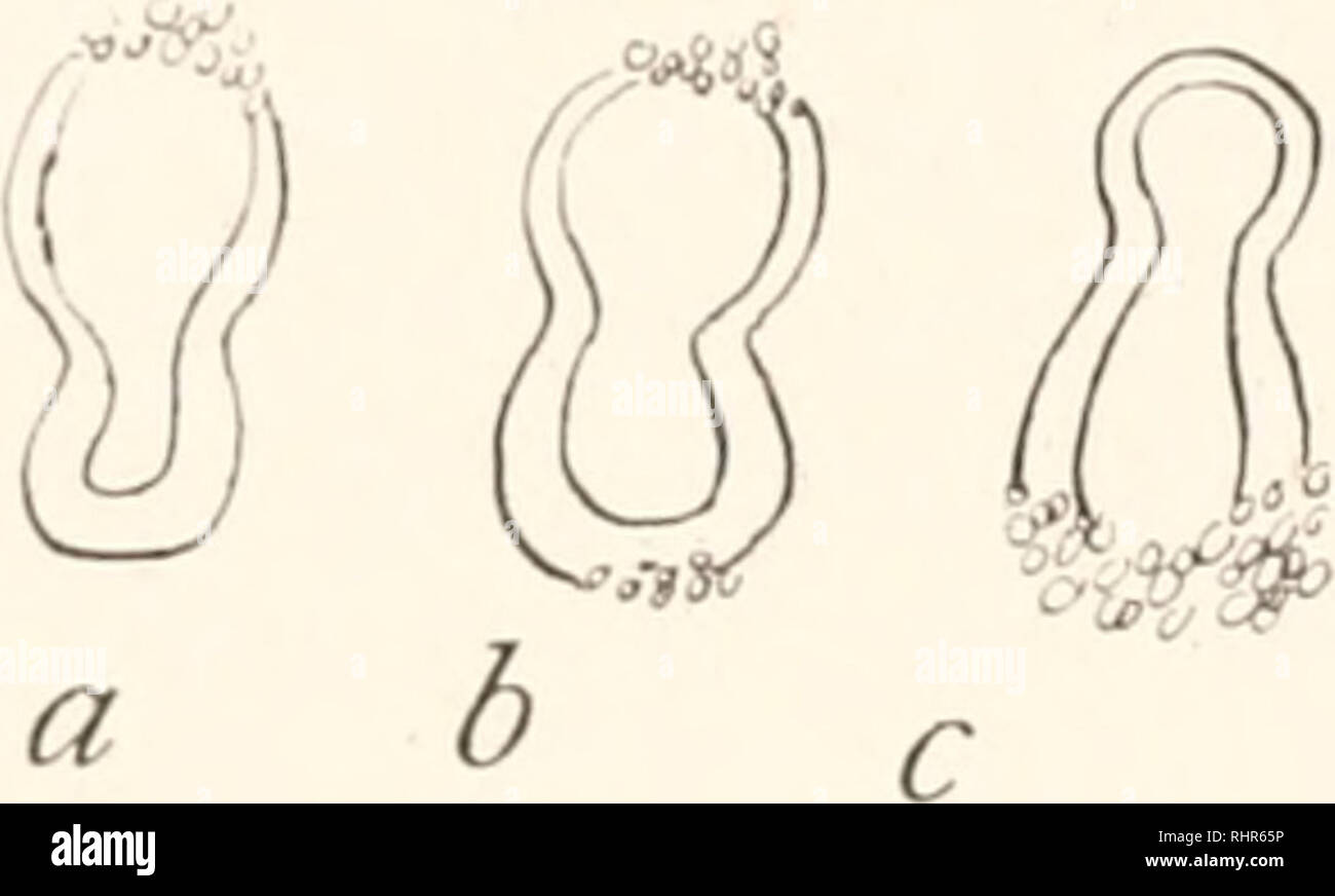 . The Biological bulletin. Biology; Zoology; Biology; Marine Biology ...