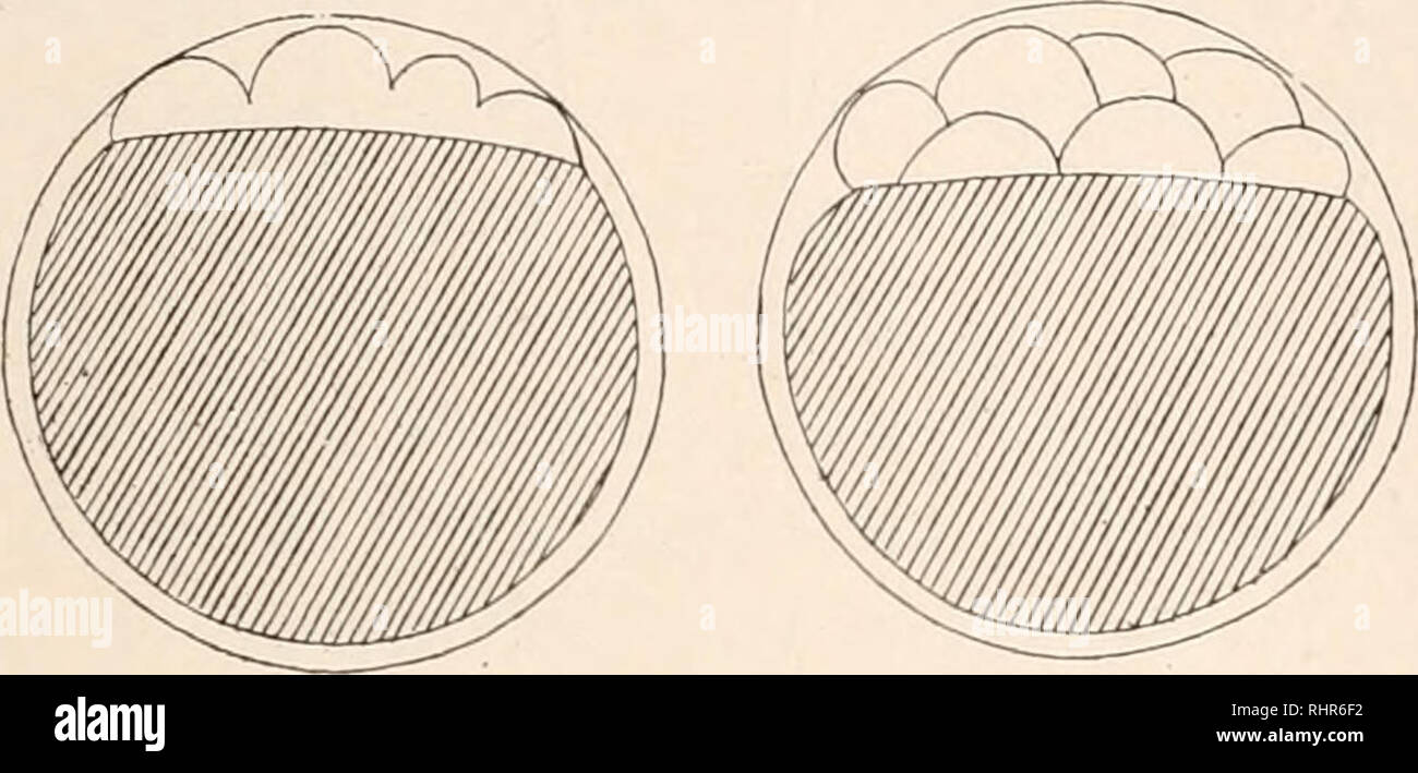 Unfertilized eggs hi-res stock photography and images - Alamy