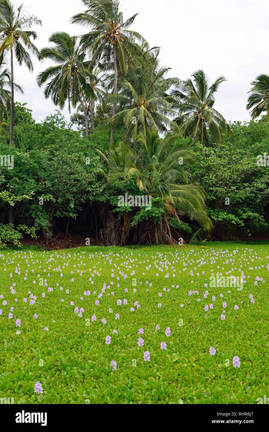Pacific island lilies hi-res stock photography and images - Alamy