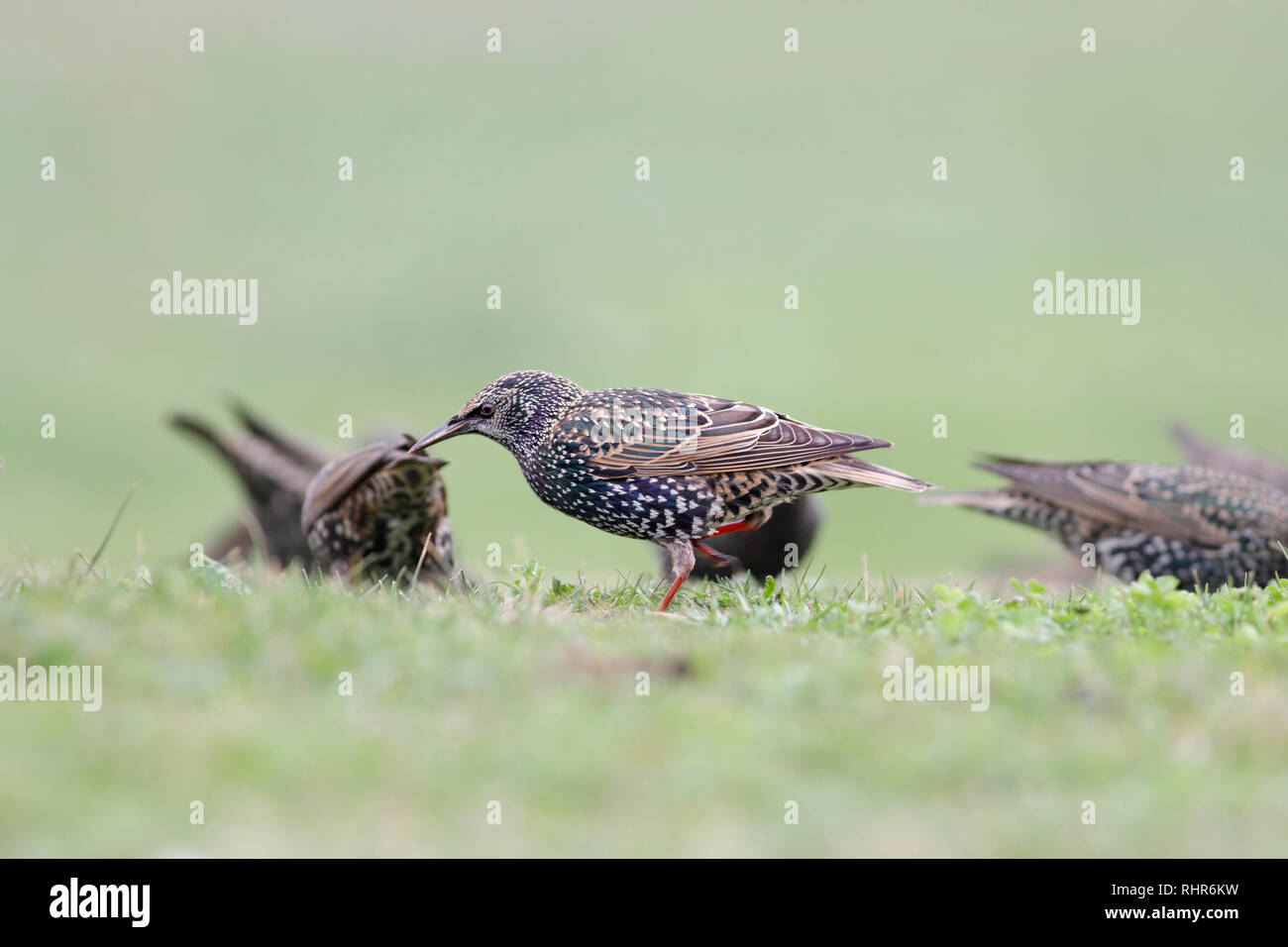 Common starling eye hi-res stock photography and images - Alamy