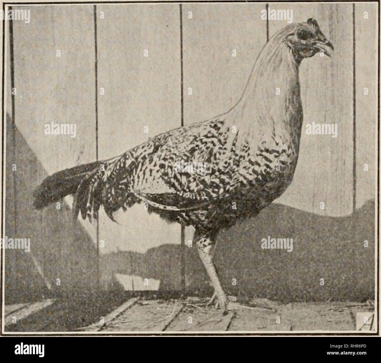 . The Biological bulletin. Biology; Zoology; Biology; Marine Biology ...