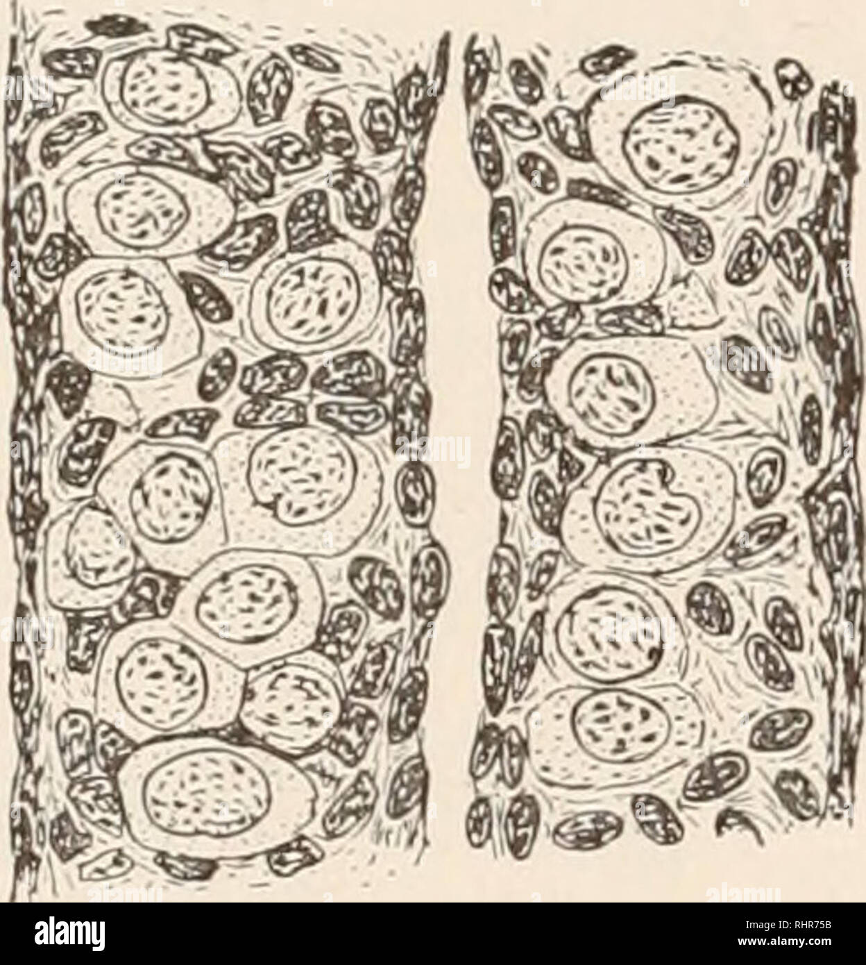 Efferent ductules hi-res stock photography and images - Alamy