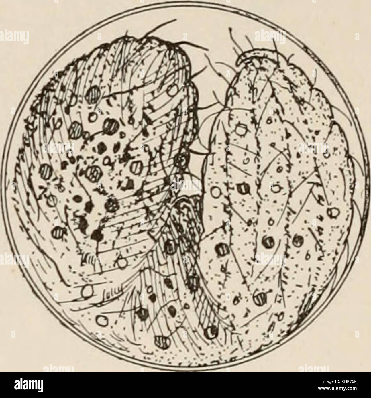 . The Biological bulletin. Biology; Zoology; Biology; Marine Biology ...