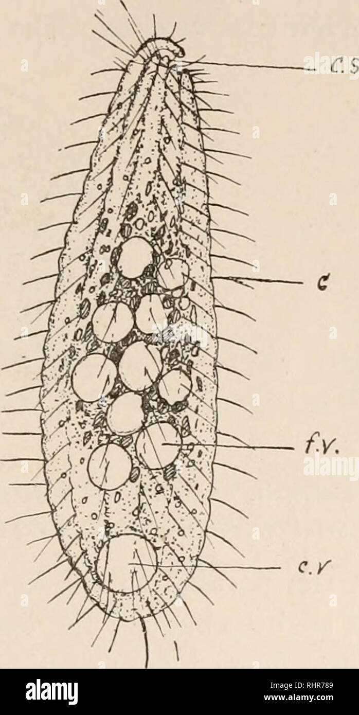 . The Biological bulletin. Biology; Zoology; Biology; Marine Biology ...
