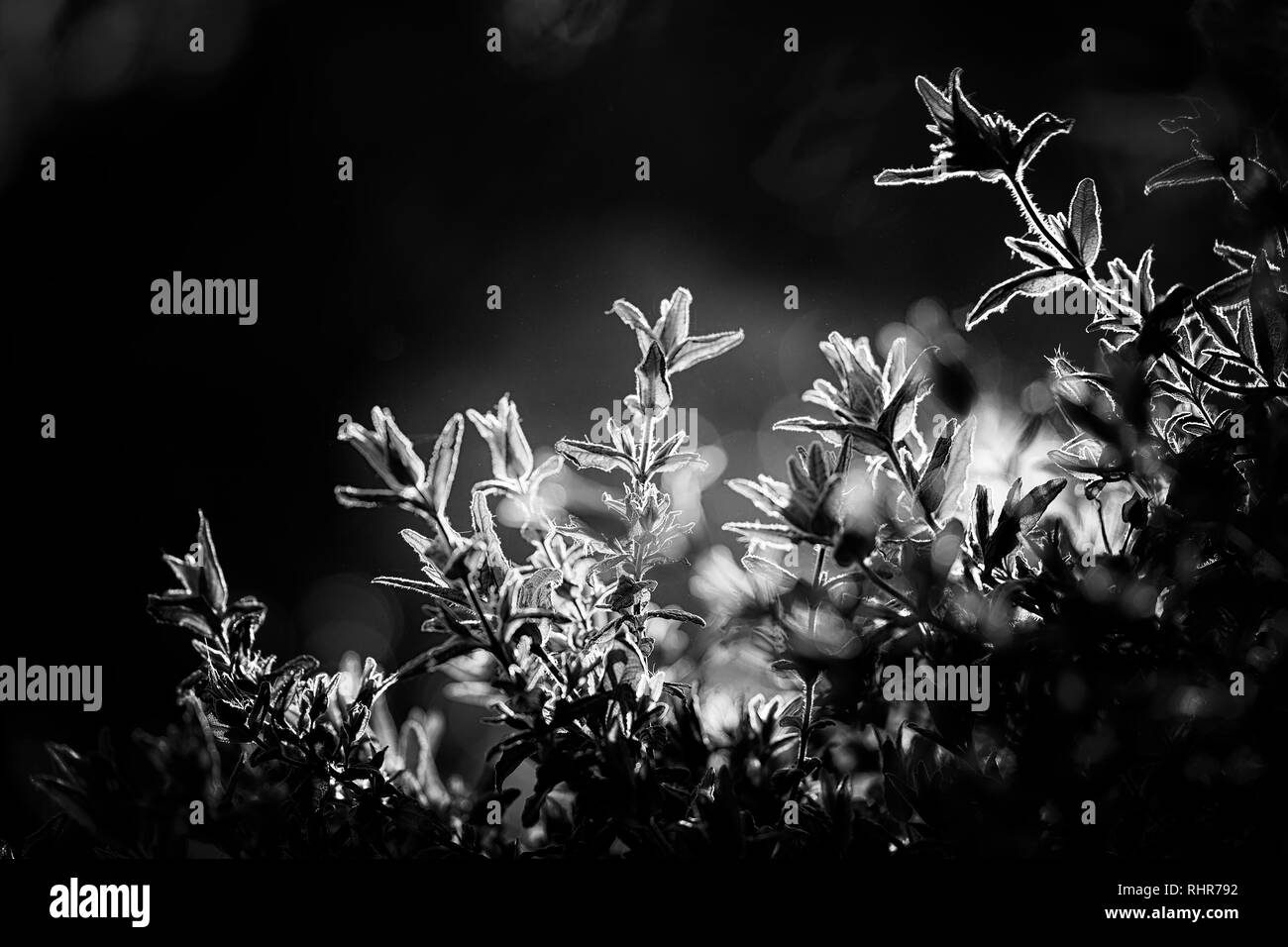 Black and white nature background with hairy plants and pollen in the ...