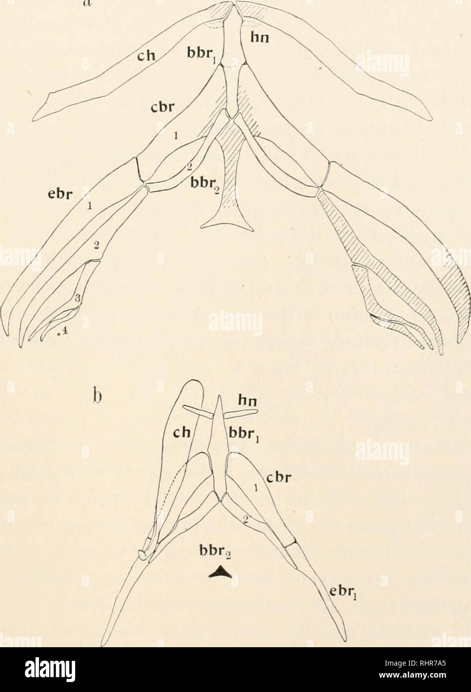 . The Biological bulletin. Biology; Zoology; Biology; Marine Biology ...