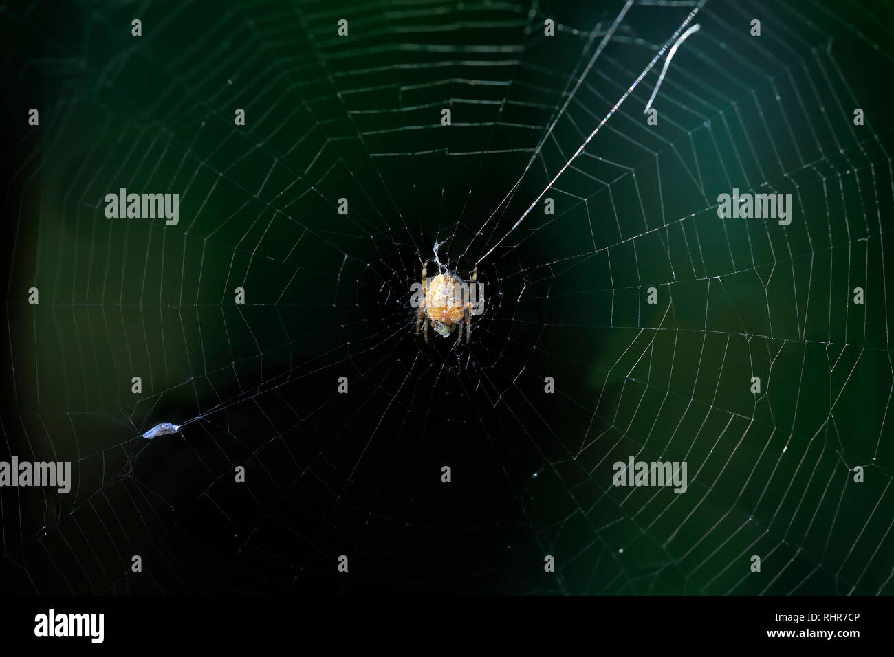 Portuguese Spider High Resolution Stock Photography and Images - Alamy