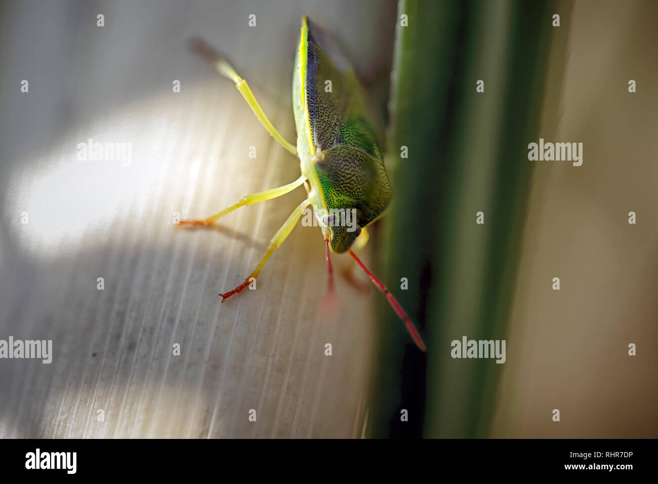Backlit macro of a green bug, heteroptera. Shallow DOF Stock Photo - Alamy