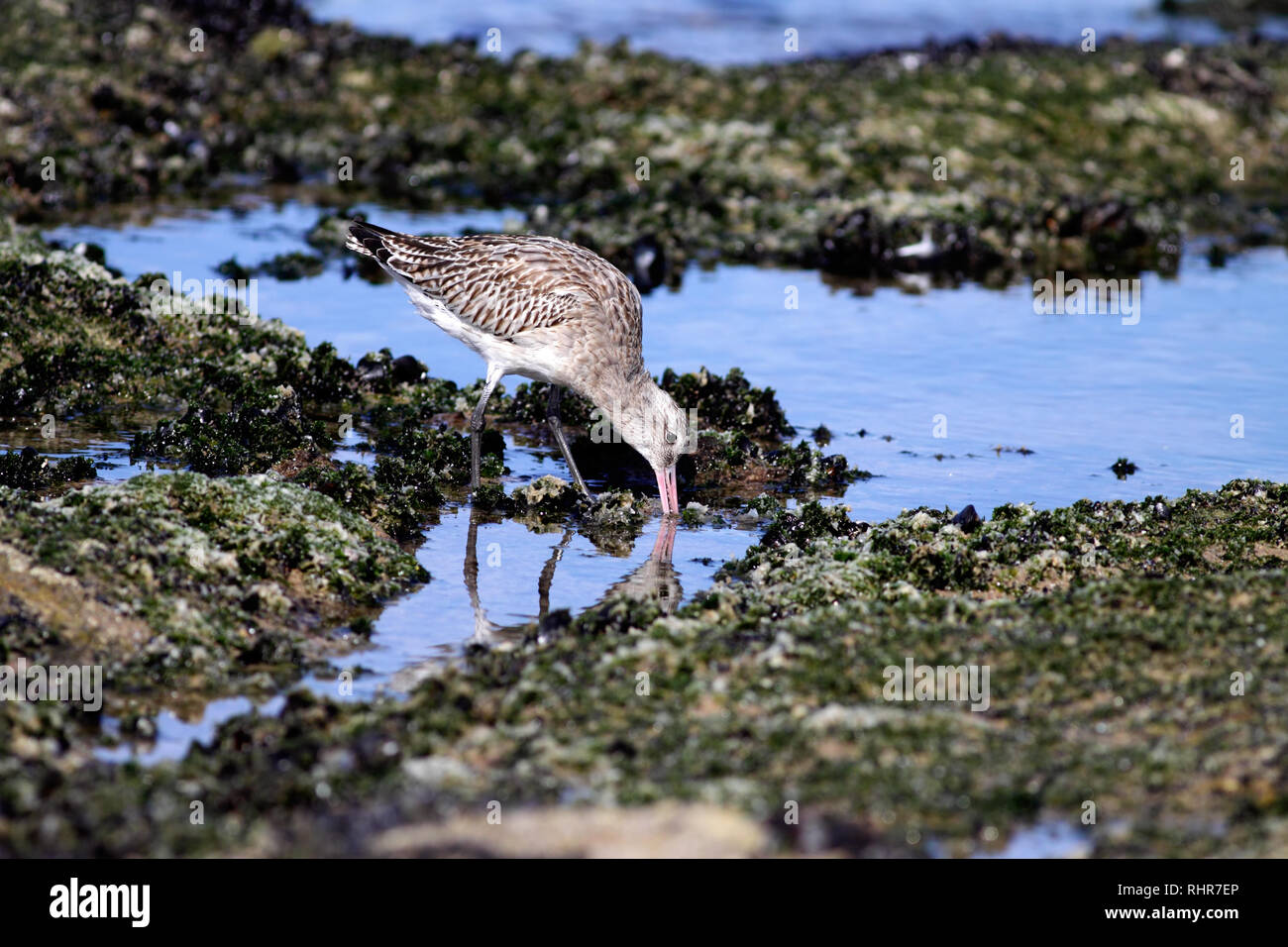 Detailed image of beautiful shorebird looking for food during low tide ...