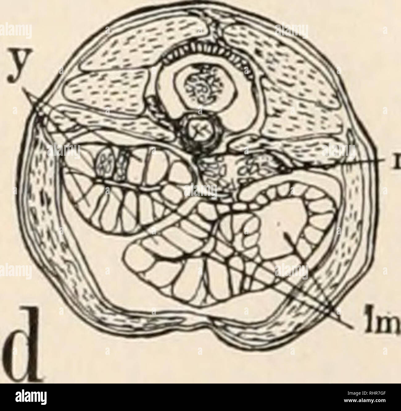 . The Biological bulletin. Biology; Zoology; Biology; Marine Biology. c ...