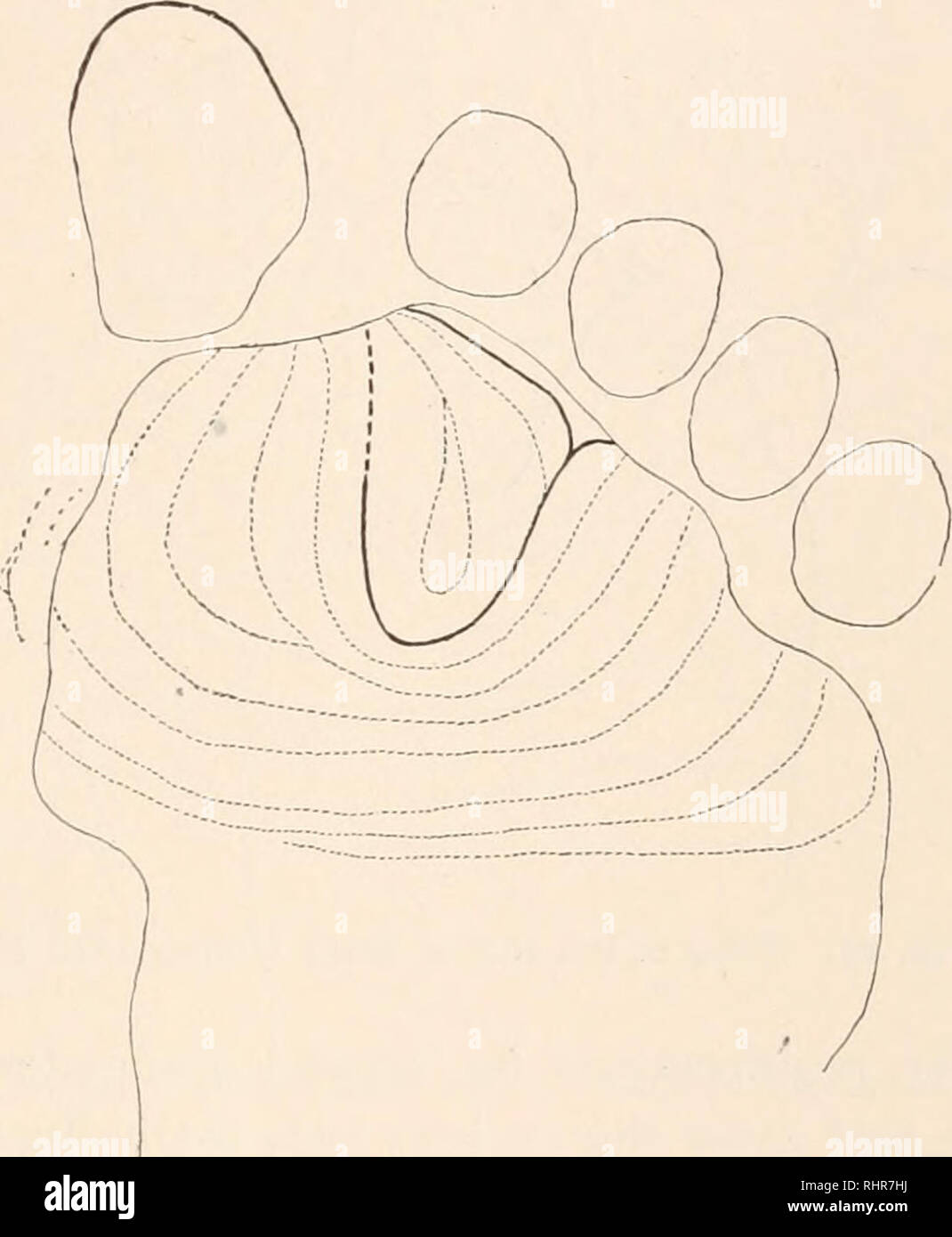 Ulnar loop hi-res stock photography and images - Alamy