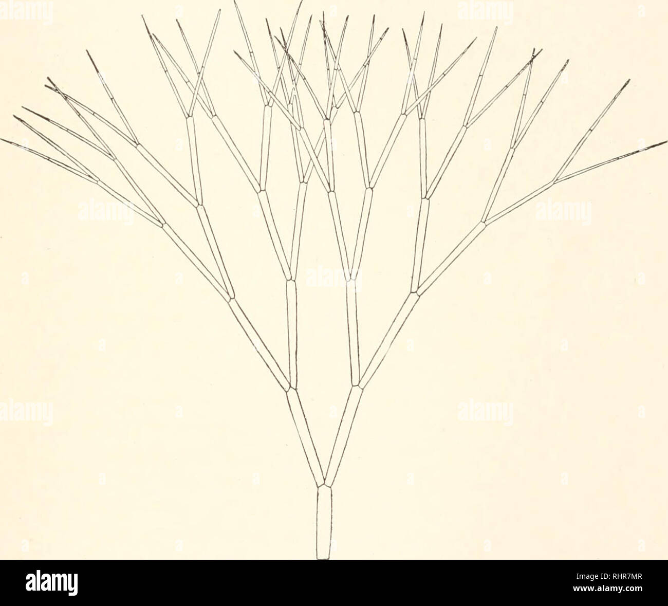 . The Biological bulletin. Biology; Zoology; Biology; Marine Biology ...