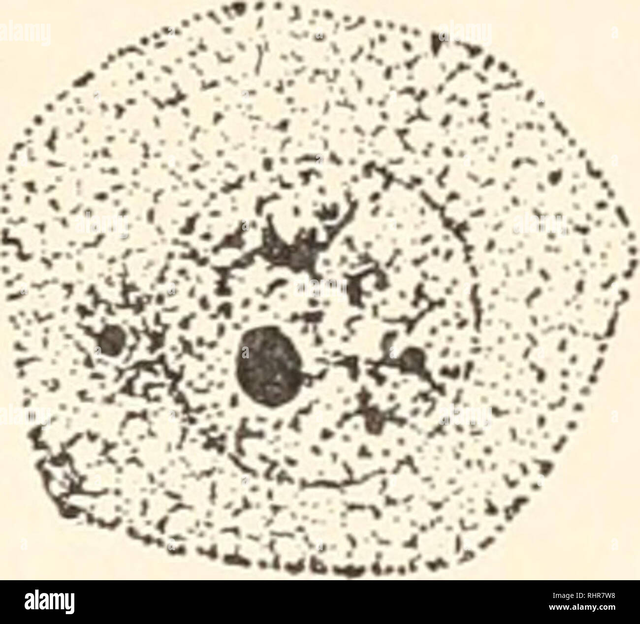 . The Biological bulletin. Biology; Zoology; Biology; Marine Biology ...