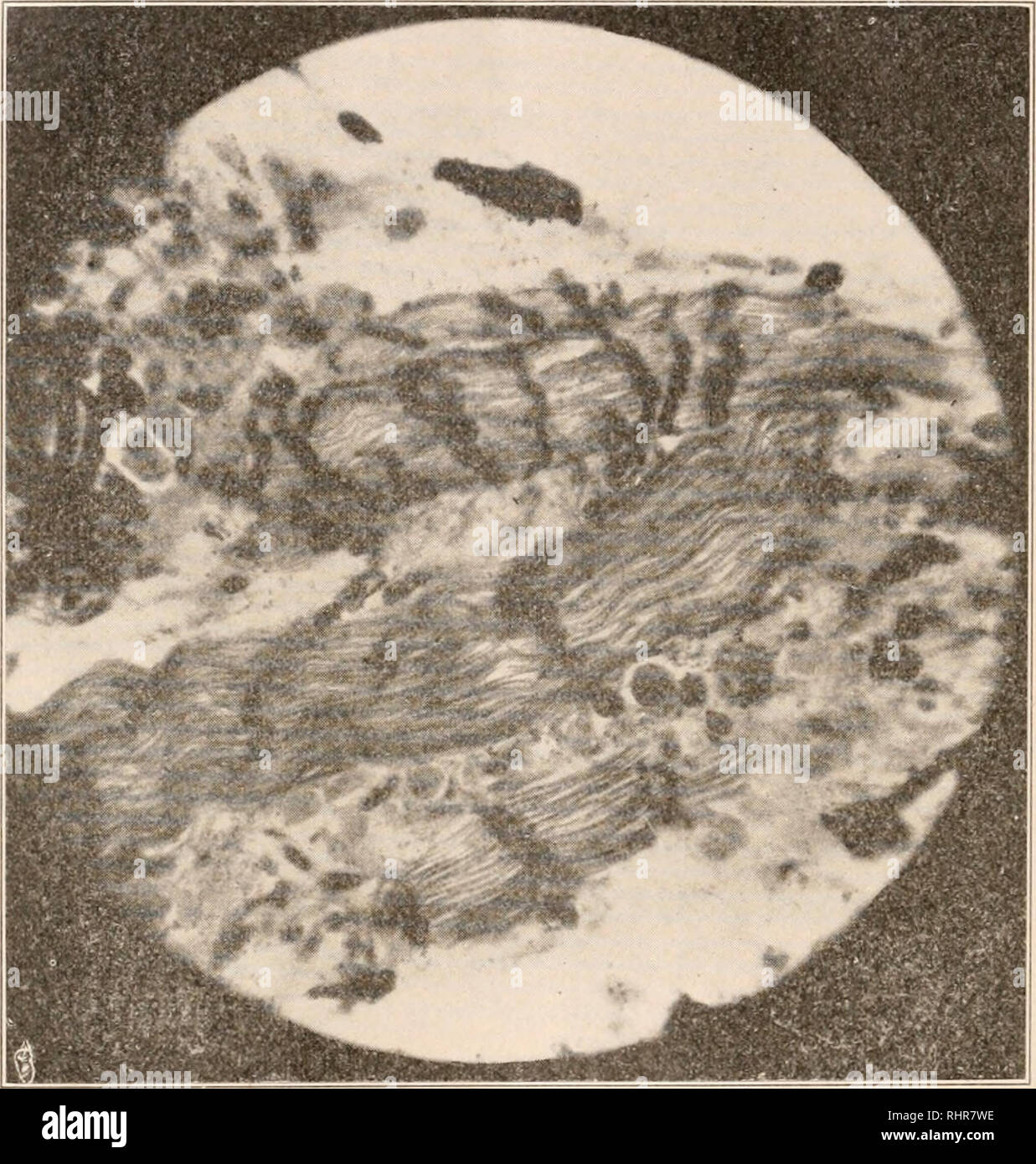 . The Biological bulletin. Biology; Zoology; Biology; Marine Biology ...