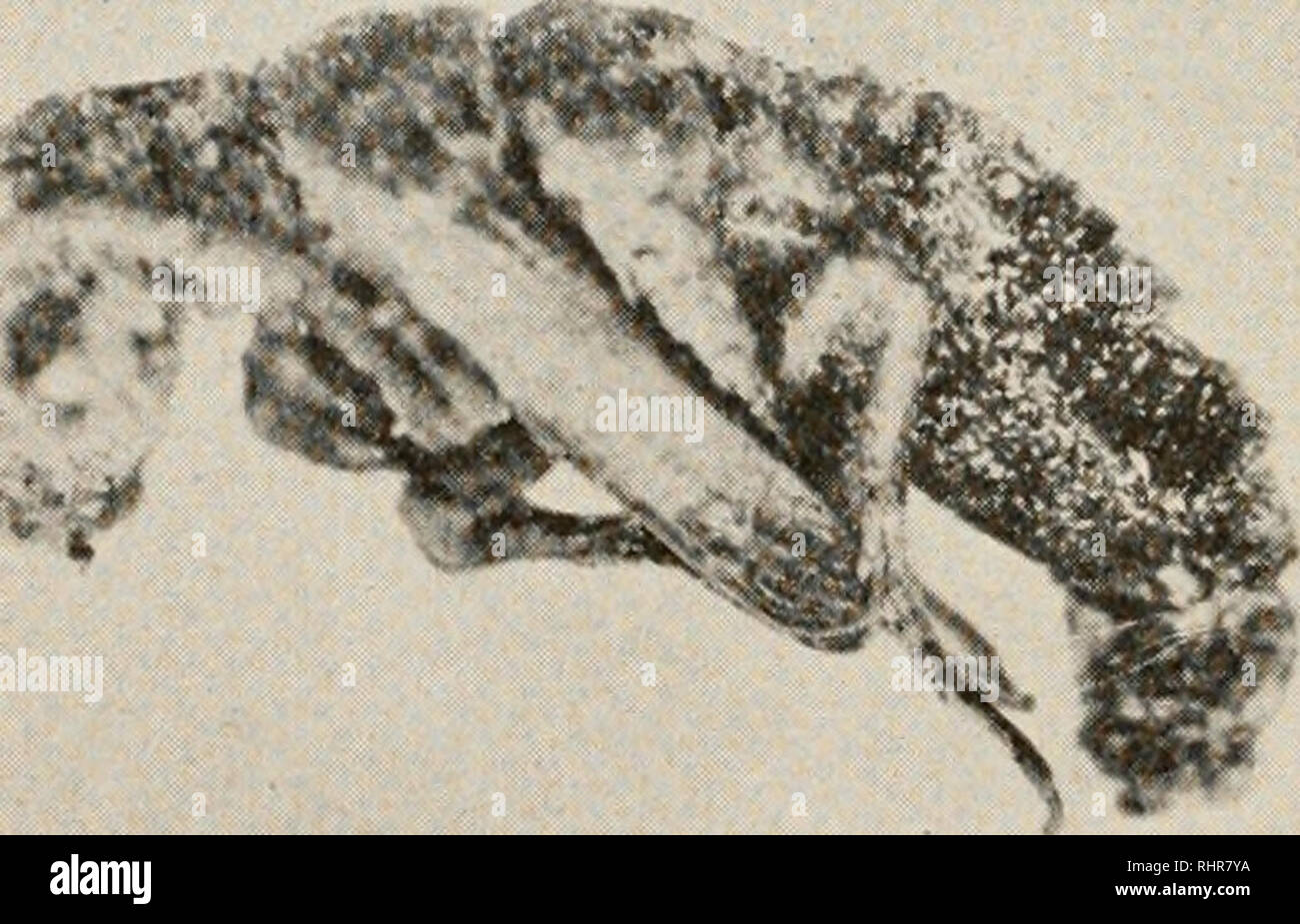 . The Biological bulletin. Biology; Zoology; Biology; Marine Biology ...