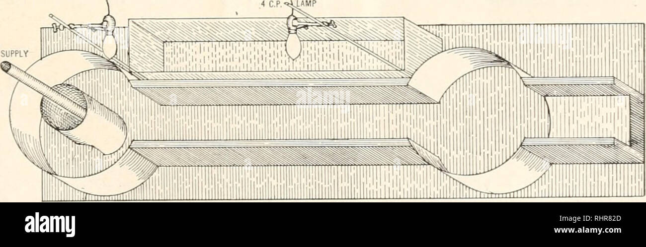Sphaerium sp hi-res stock photography and images - Alamy